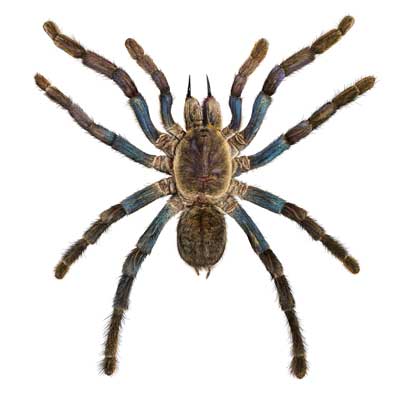Cobalt Blue Tarantula